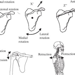 Scapular Scapula Rotation Downward Muscle Upward Adduction Scapulae