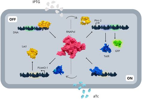 Frontiers SynBio In D The First Synthetic Genetic Circuit As A D Printed STEM Educational
