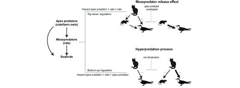 Schematic Representations Of Mesopredator Release Effect And Download Scientific Diagram