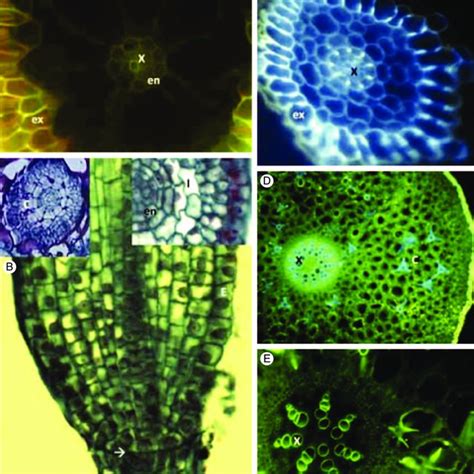Pdf Anatomical Aspects Of Angiosperm Root Evolution