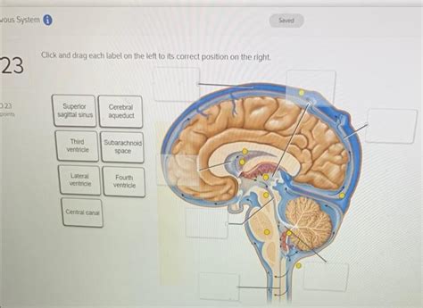 Solved Click And Drag Each Label On The Left To Its Correct
