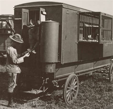 Tools Of War Messenger Pigeons The Army Historical Foundation