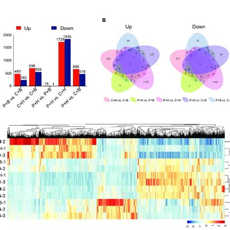 Statistical Analyses Of Differentially Expressed Genes Degs A The Download Scientific