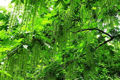 沢胡桃の花 畦夢の写真俳句 楽天ブログ