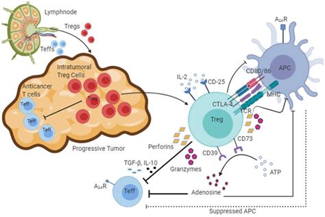Implications Of Regulatory T Cells In Anti Cancer Immunity From