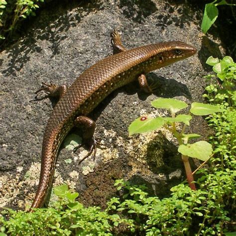 Gold Skink