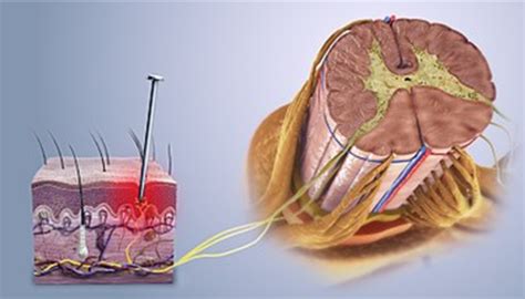 Opioids Flashcards Quizlet