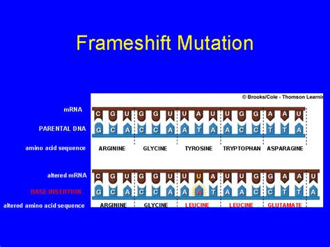 Frameshift Mutation Animation