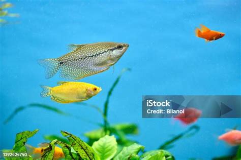 녹색 열대 식물과 깊은 푸른 물 수족관에서 수영 다채로운 이국적인 물고기 가정 생활에 대한 스톡 사진 및 기타 이미지 가정 생활 다중 색상 물고기 Istock