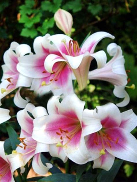 Лилия Триумфатор Фото И Описание Отзывы Цена – Telegraph