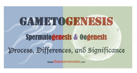 Gametogenesis Spermatogenesis And Oogenesis Process Differences