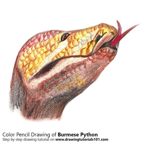 How To Draw A Burmese Python Reptiles Step By Step