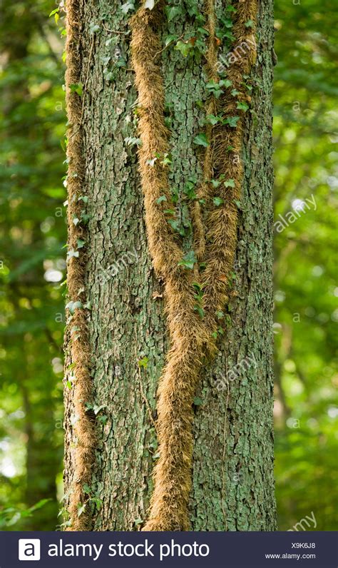 Adventitious Root High Resolution Stock Photography And Images Alamy