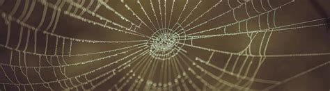 Eight Striking Facts About Spider Silk Fiber