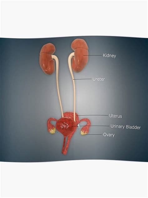 Bladder Uterus Diagram