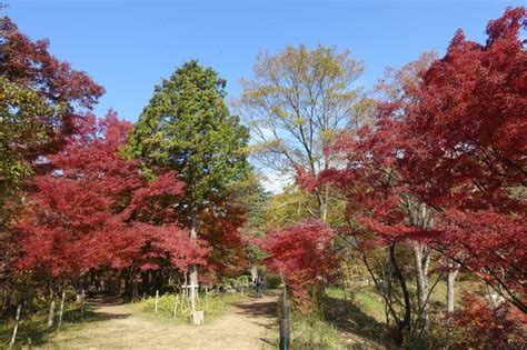 嵐山渓谷の紅葉 2024年の見頃と現在の状況はアクセス方法と駐車場は 歩いてみたブログ