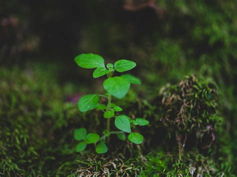 Exploring Coders Live A Comprehensive Review