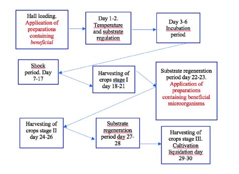 Technological Diagram Of Common Mushroom Production Including