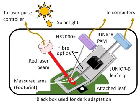 Fluorometer For Chlorophyll Fluorescence At Michiko Durbin Blog