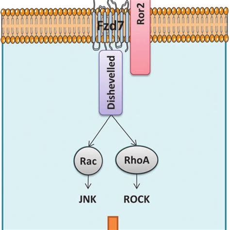 Simplified Model Of Wnt PCP Noncanonical Pathway Wnt PCP Signaling Is