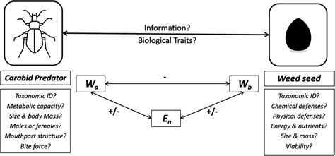 A Hypothetical Ecological Matrix Illustrating The Possible Ecological
