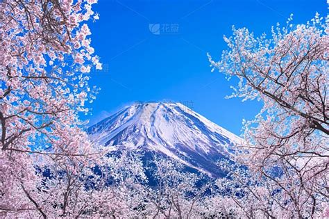 富士山和樱桃树素材 花瓣网