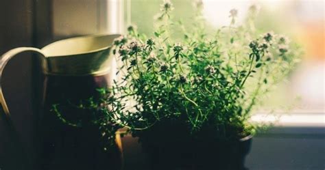 Common Bugs In House Plants Abc Termite And Pest Control Omaha Ne