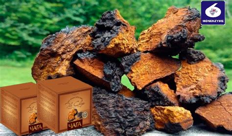 Монгол брэнд Монэнзим 💯 Байгалийн гаралтай Хус модны онгол мөөг буюу ЧАГА Биеийн эсэргүүцэл