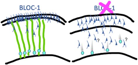 Sex Dimorphic Effects Of Biogenesis Of Lysosome Related Organelles Complex 1 Deficiency On Mouse