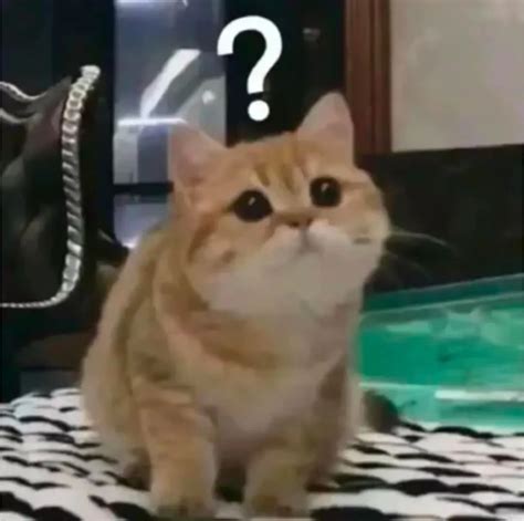 表情包 Looking My Eyes相关表情包 表情包专辑 求表情网 斗图从此不求人