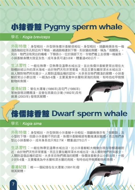 香港疑再现鲸踪 保育学会料或属侏儒抹香鲸 吁当局设500米禁船区 星岛日报
