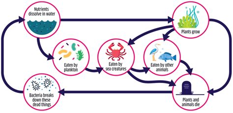 Wetlands And Food Webs Murray Darling Basin Authority