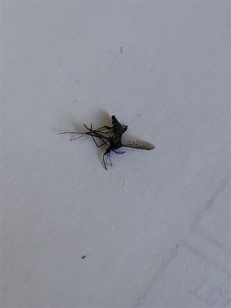 Mosquito Detection Object Detection Dataset And Pre Trained Model By Major Project