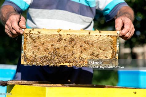 양 봉의 손은 벌집과 나무 프레임에서 꿀벌 통을 꺼내 냅니다 꿀을 수집 합니다 양 봉 개념이미지 건강한 식생활에 대한 스톡 사진