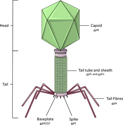 Re Engineered E Coli Bacteriophage To Infect Salmonella