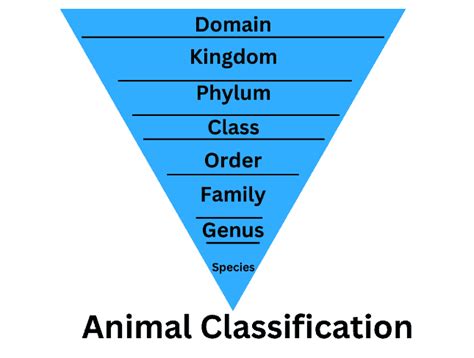 How Animal Classification Works Wildlife Informer