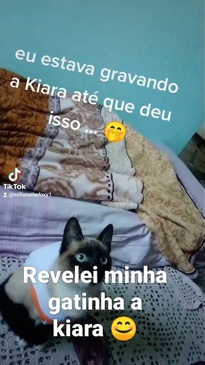 ☆revelei Minha Gatinha Siamês A Kiara ʕ ꈍᴥꈍʔ Youtube