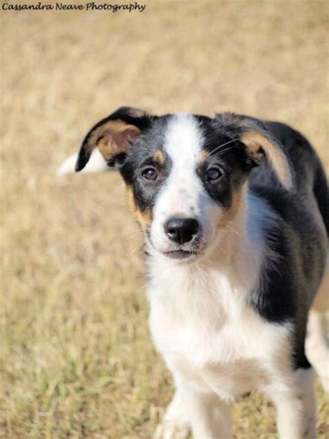 Great Photographs Border Collies Short Hair Thoughts Artofit