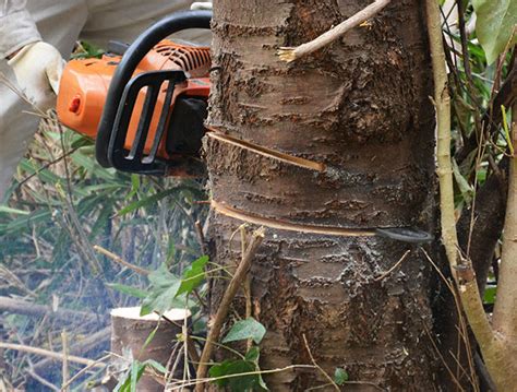 Our Services Newbury Park Tree Service Inc Newbury Park Ca