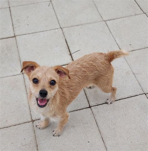Dog For Adoption Thumbelina A Terrier In La Jolla Ca Alpha Paw