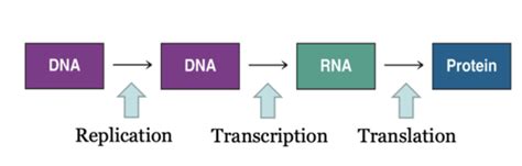 Microbial Genomes And Chromosomes Flashcards Quizlet