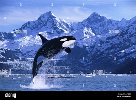 Orca Breaching
