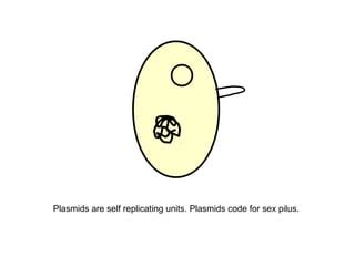 Conjugation PPT Genetics Science