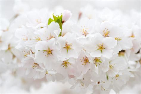 Цветущая вишня. (cherryblossomwatch) - SuperCoolPics