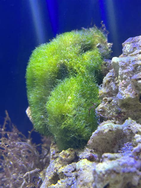 Macroalgae Id R Everything Reef