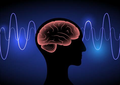 Unlocking The Secrets Of Emotional Well Being The Pregenual Anterior