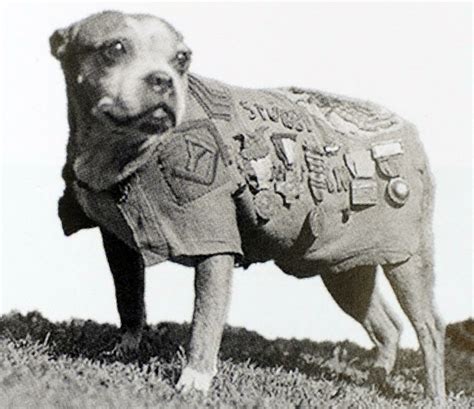 Sergeant Stubby