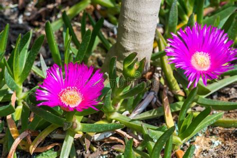 Angular Pigface Carpobrotus Glaucesens Carpobrotus Edulis Blooming