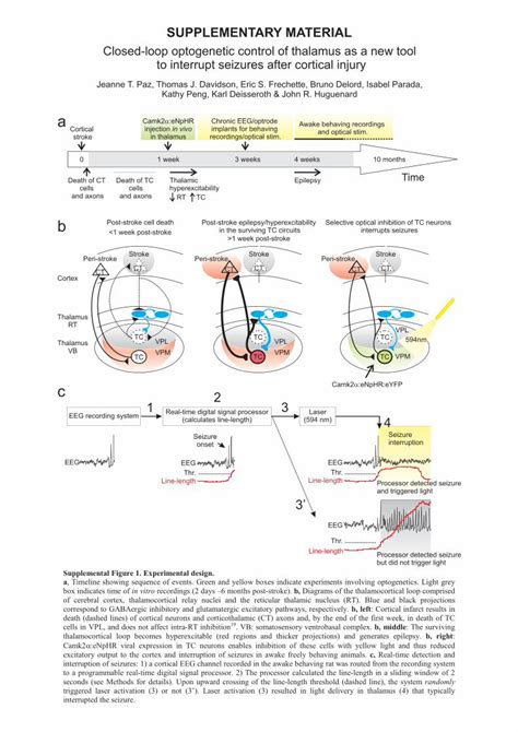 Pdf Closed Loop Optogenetic Control Of Thalamus As A New Tool · A