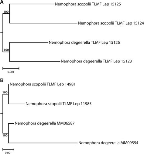 Maximum Likelihood Phylogenies Based On Ddrad Re1 C80 A And